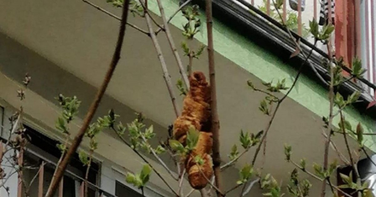 DonGURALesko w nowym singlu „Dziki Lagun” - Rytmy.pl